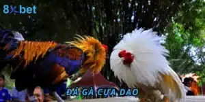 Đá gà